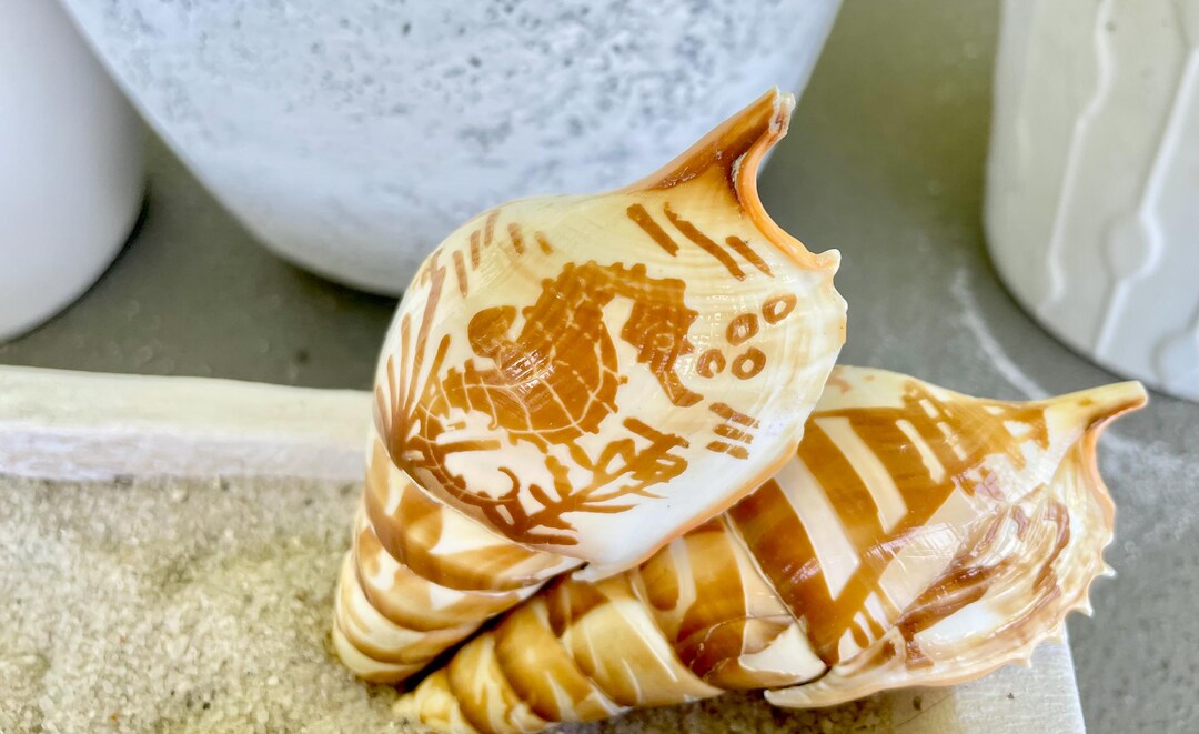 HAND CARVED TIBIA Shells 4-5" Natural Coastal Gift Brown White Display ...