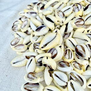 Bulk 100pc Sliced Cut Money Cowry Cowries Jewelry Shell Crafts Coastal ...
