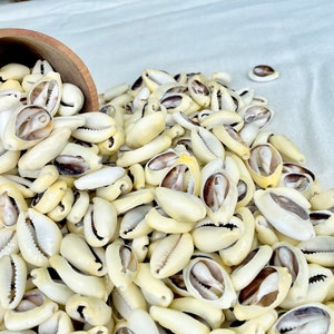 Bulk 100pc Sliced Cut Money Cowry Cowries Jewelry Shell Crafts Coastal ...