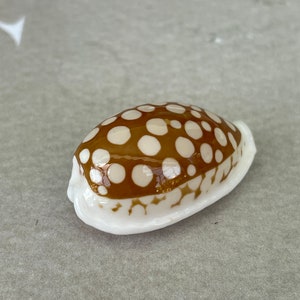 Rare Sieve Cowrie Spotted Cowrie Display Shell Pick Size 3/4" to 1"-1/2 ...