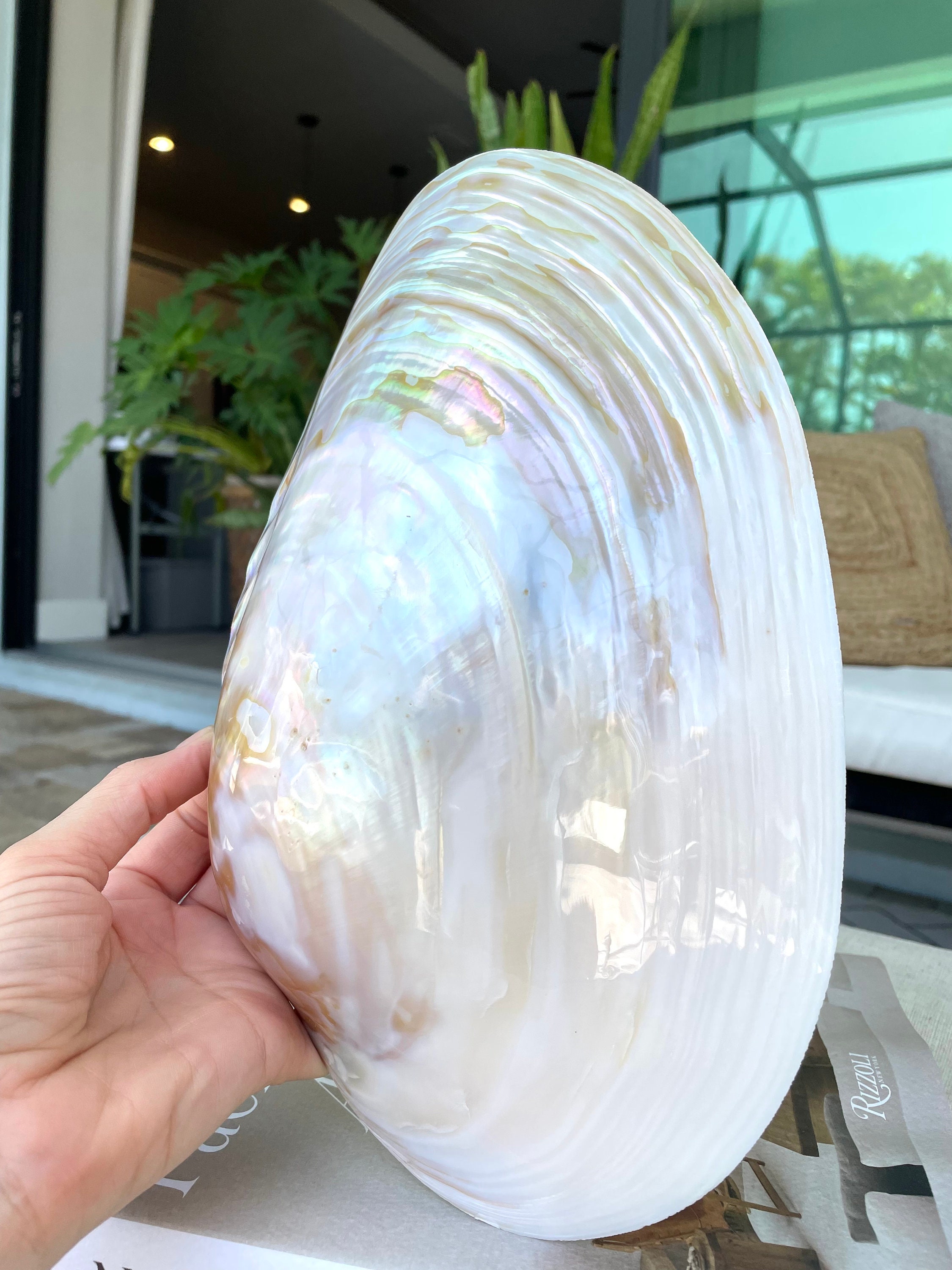 Natural Pearl In Shell