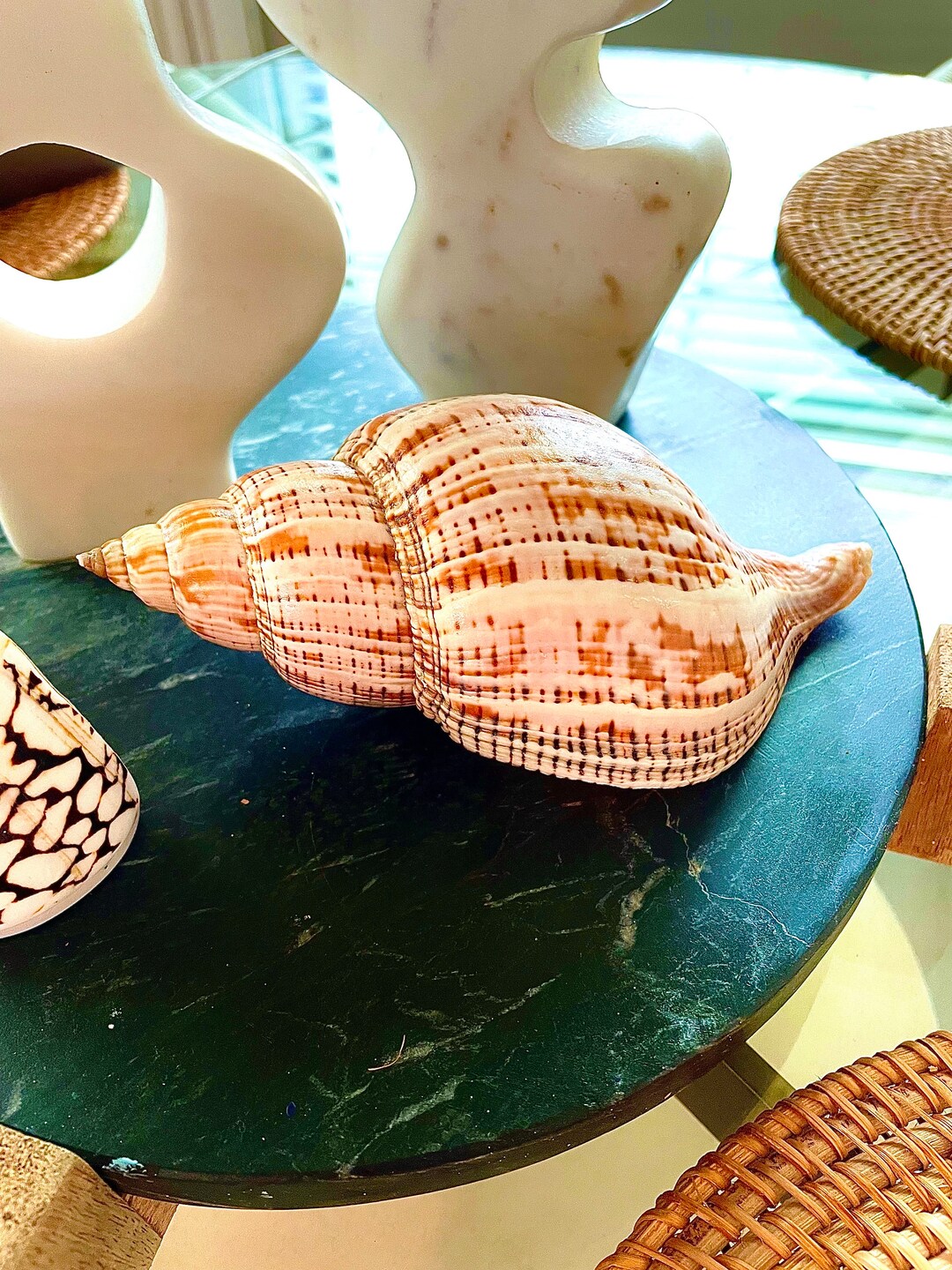 Florida Banded True Tulip Seashell 5-8" YOU PICK SIZE Sea Shell Brown ...