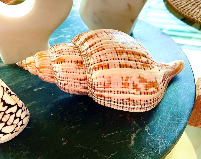 Florida Banded True Tulip Seashell 5-8" YOU PICK SIZE Sea Shell Brown ...