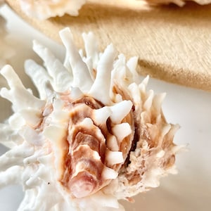 Spiny White Jewel Box Lazarius Whole Display Shell Seashell 1-4 ...