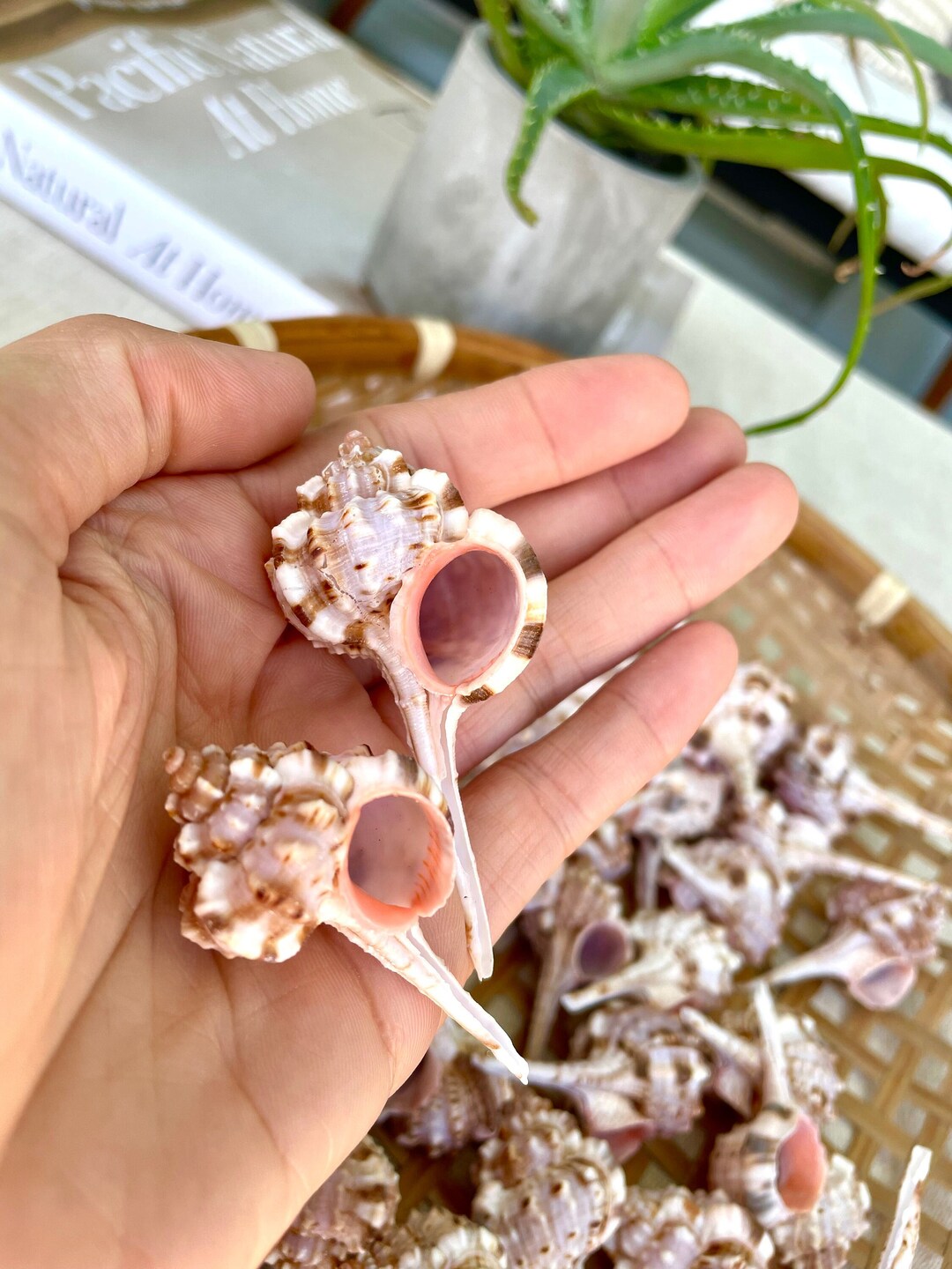 PINK Interior Snipes Bill Murex Seashells 100% Real 2.5-3 Long Beach ...