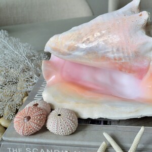 BAHAMA PINK CONCH Shell *all Sizes* Natural Upcycled Sustainable ...
