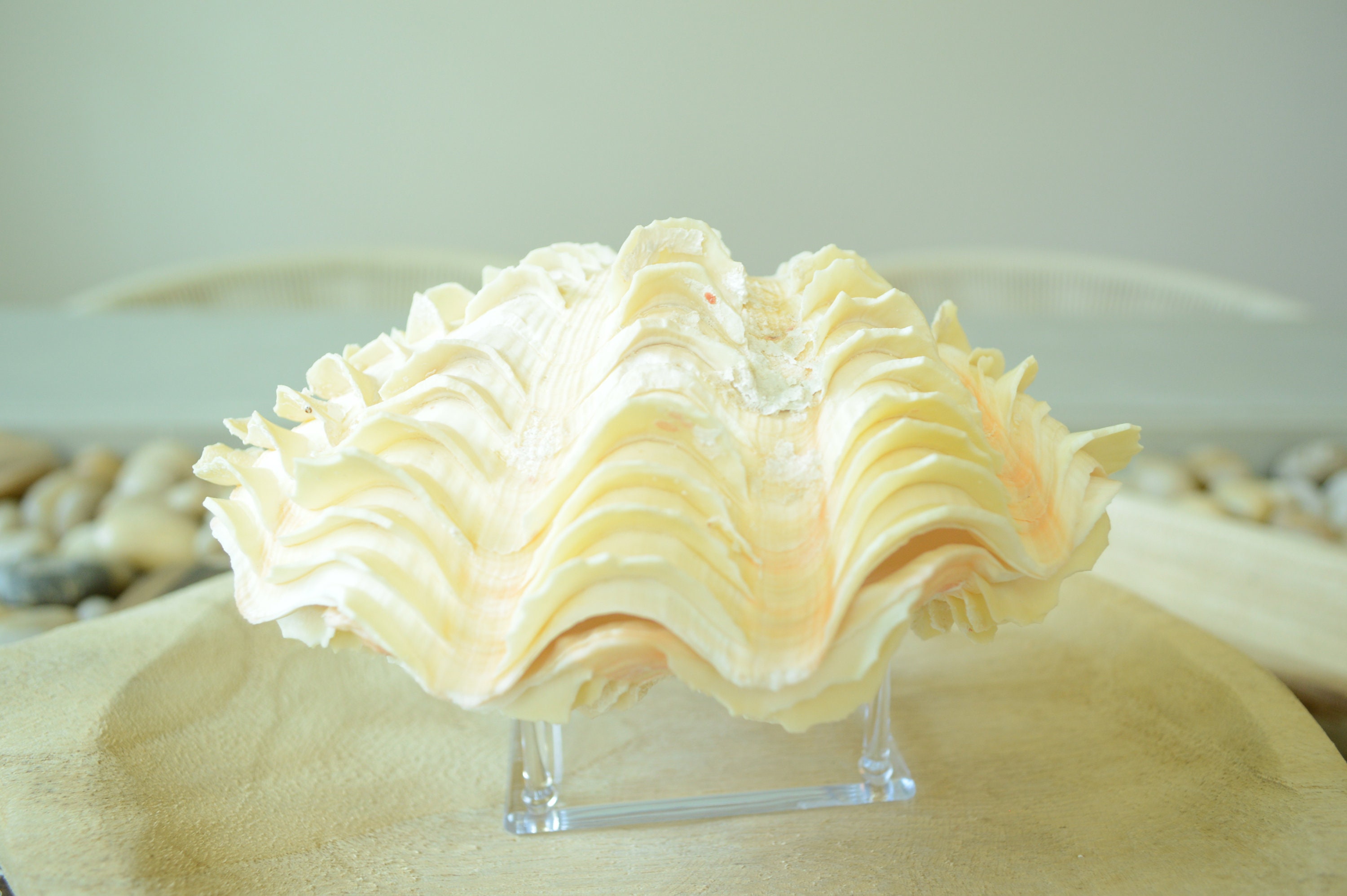 Giant Ruffled Clam Shell
