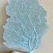 8-18 Light Blue REAL Sea Fans Starfish & Urchins Ocean Reef Natural ...