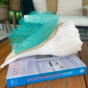 HUGE Vintage White Lightning Whelk Conch Seashell X-large 10-12" Shell ...