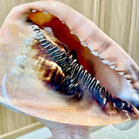 Queen Horned Helmet Conch / Cassis Cornuta, 3.25 Lb Shell - Etsy