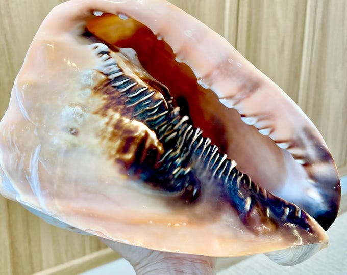 Queen Helmet Striped Conch Shell Seashell Beach Ocean Decor, Nautical ...