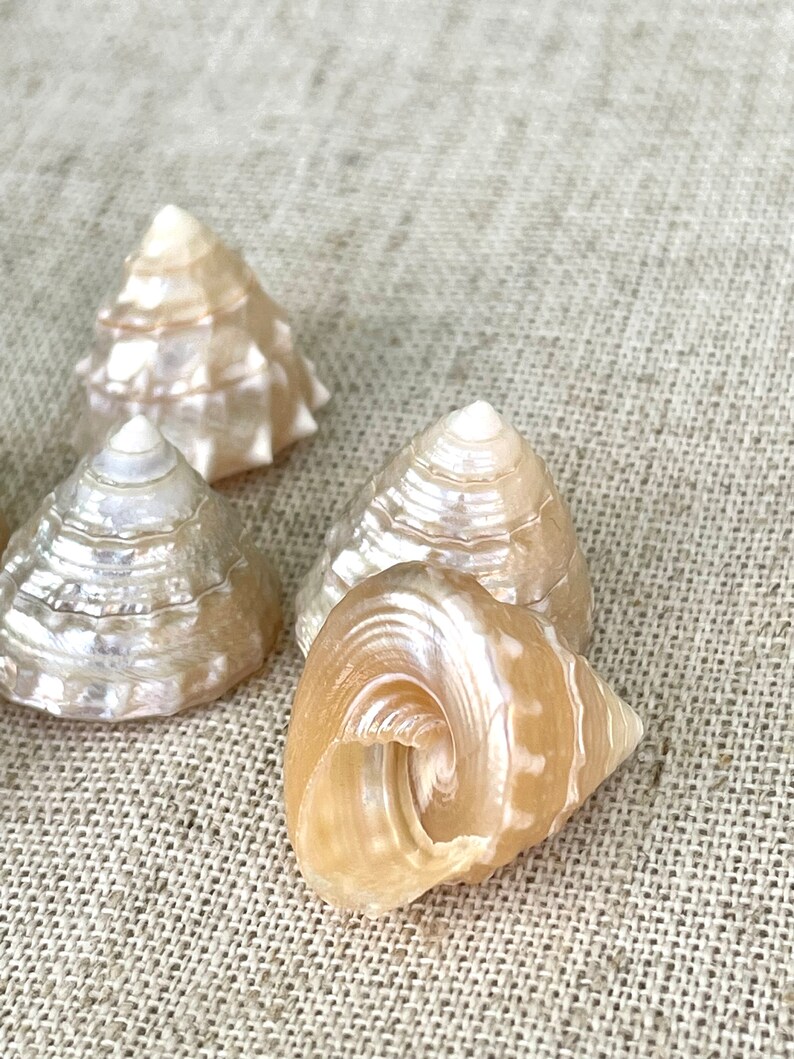 PEARLIZED TOP SHELLS Large 1.25-1.75" *you Choose Quantity* Champagne ...