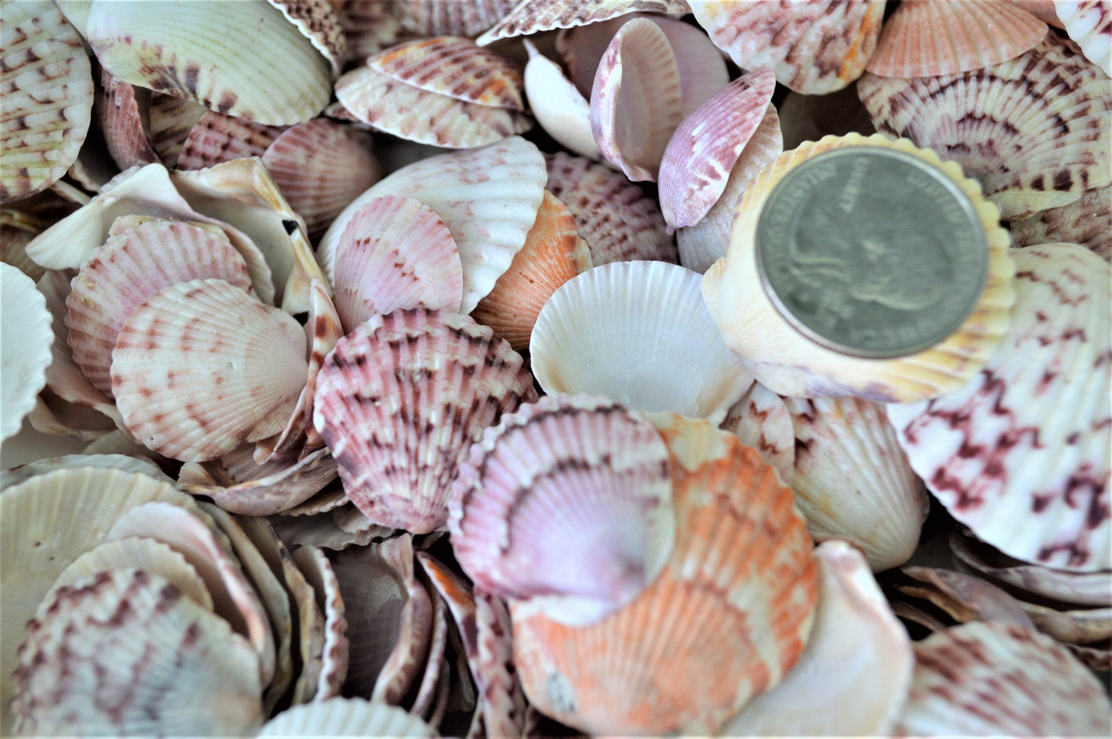 50-100pc. Colorful Calico Scallop Seashells Wedding Beach - Etsy