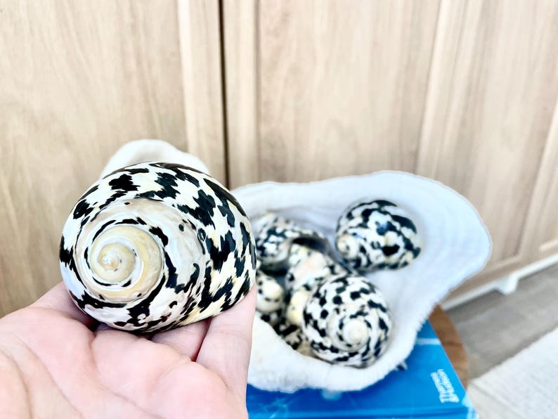 MAGPIE TURBO SHELLS *you Choose Size* Naturally Polished Black White ...