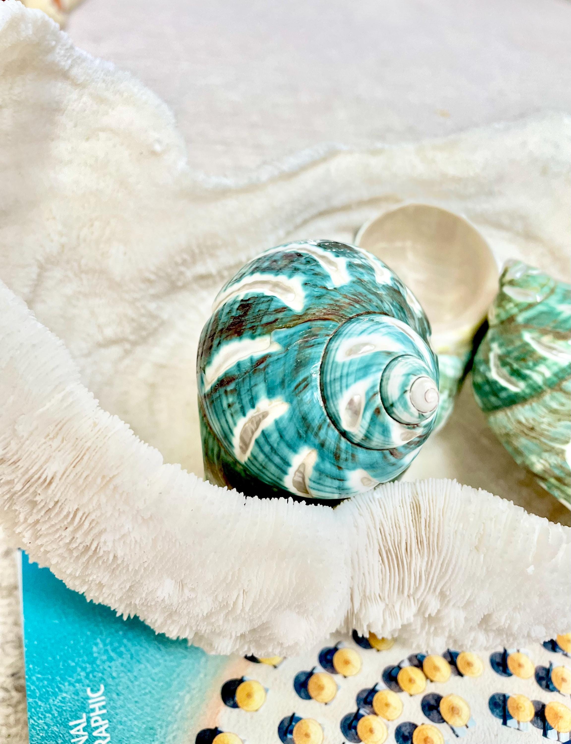 CARVED JADE TURBO Shells *all Sizes* Green Hermit Crab Seashell Coastal ...