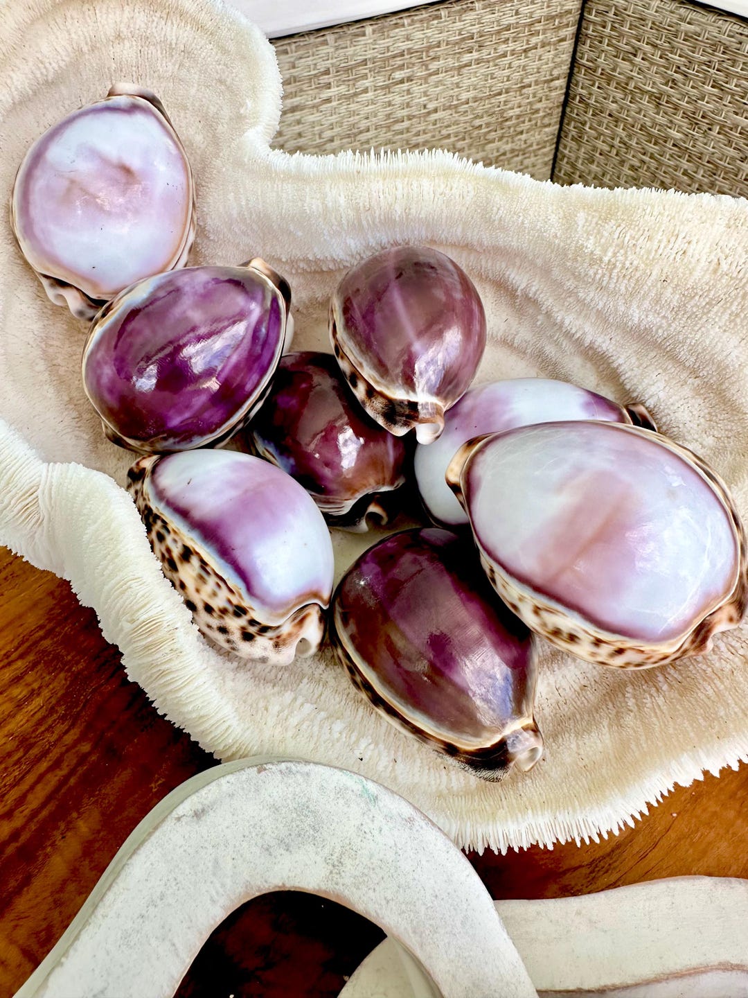 HUGE COWRIE SHELLS 3" *purple or White* Natural Display Seashell Tiger ...
