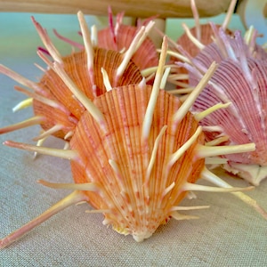SPINY REGAL OYSTERS Pairs *all Sizes* Natural Orange Pink Color Display ...