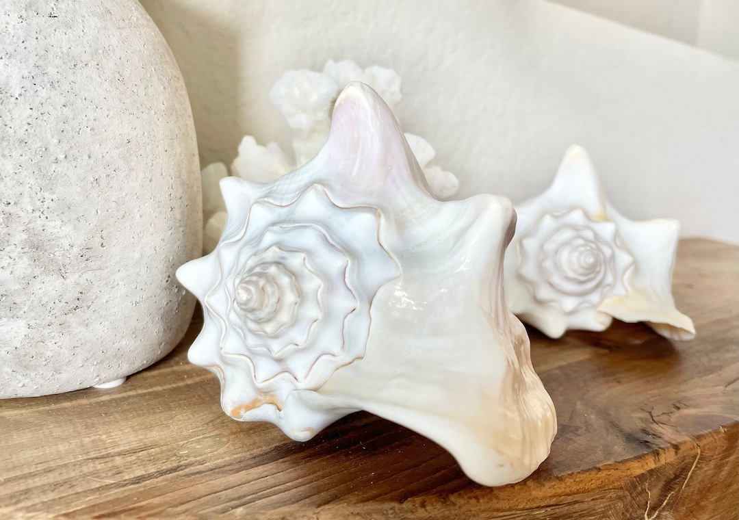 White Milk Conch Shell 5-6" Florida Keys Natural Coastal Home Décor - Etsy
