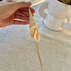 100% Real Shinbone Tibia Sea Shell Display Seashell 6-9" Coastal ...