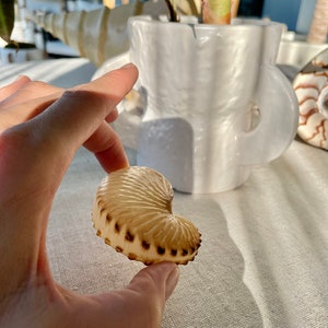 BROWN PAPER NAUTILUS Shell 2.5-3" Large Display Seashell Beach Nautical ...