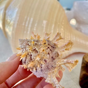 Rare Girgyllus Star Shell Display Seashell 1-3" You Pick Size ...