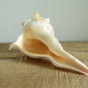 Lightning Whelk Conch Shell 3-13" Seashell -you Choose Size- Sea Shell ...