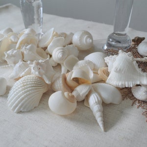 Mixed White Seashells Beach Wedding Decor Sea Shells Assorted Display ...