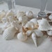 Mixed White Seashells Beach Wedding Decor Sea Shells Assorted Display ...