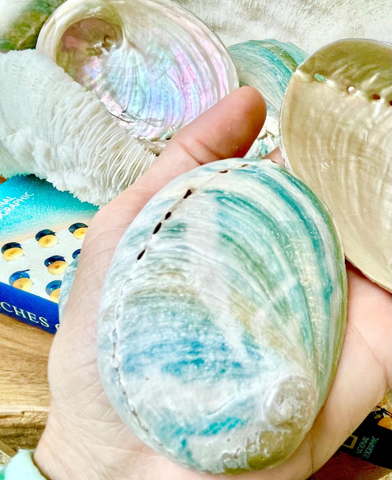 BLUE GREEN RAW Abalone Shells *all Sizes* Iridescent Silver Seashell ...