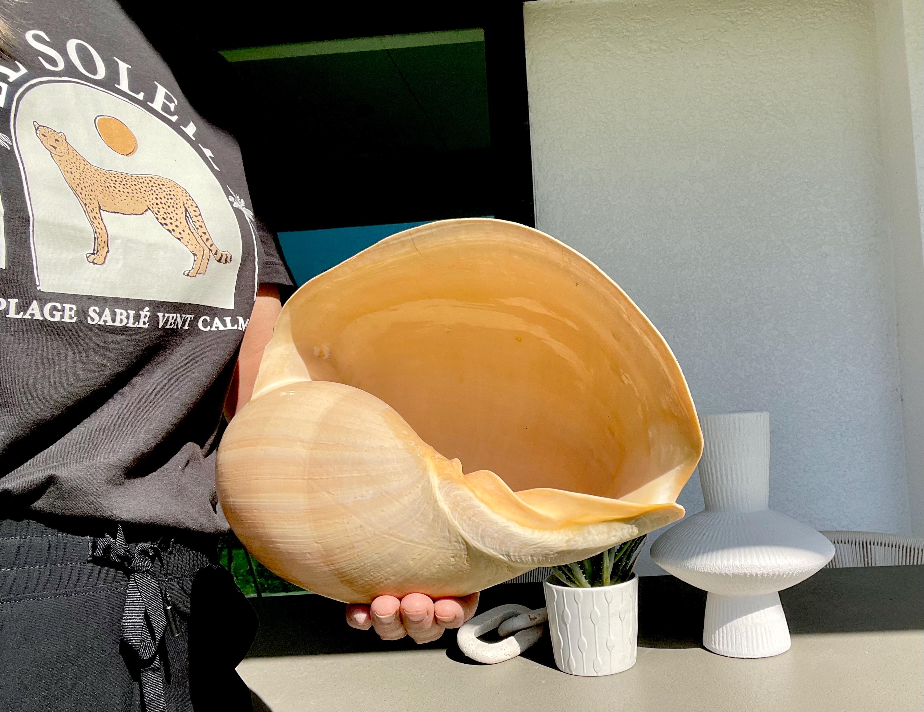 CROWNED BALER MELON Shell *all Sizes* Natural Golden Peach Large ...