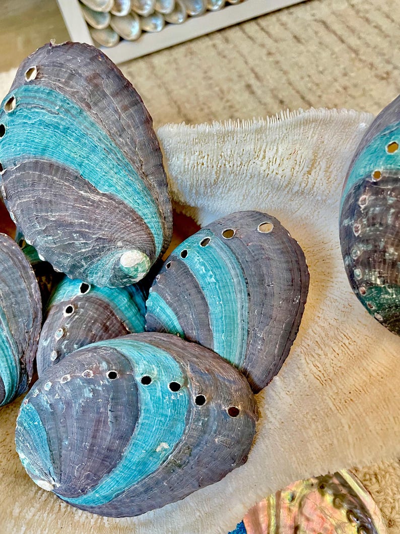 Turquoise Blue Abalone Shell (3.5-4