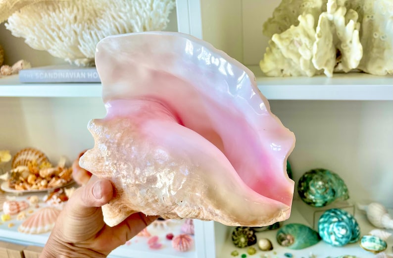 Bahama Pink Queen Conch Horn Shell 6-9", Upcycled Coastal Décor - Etsy