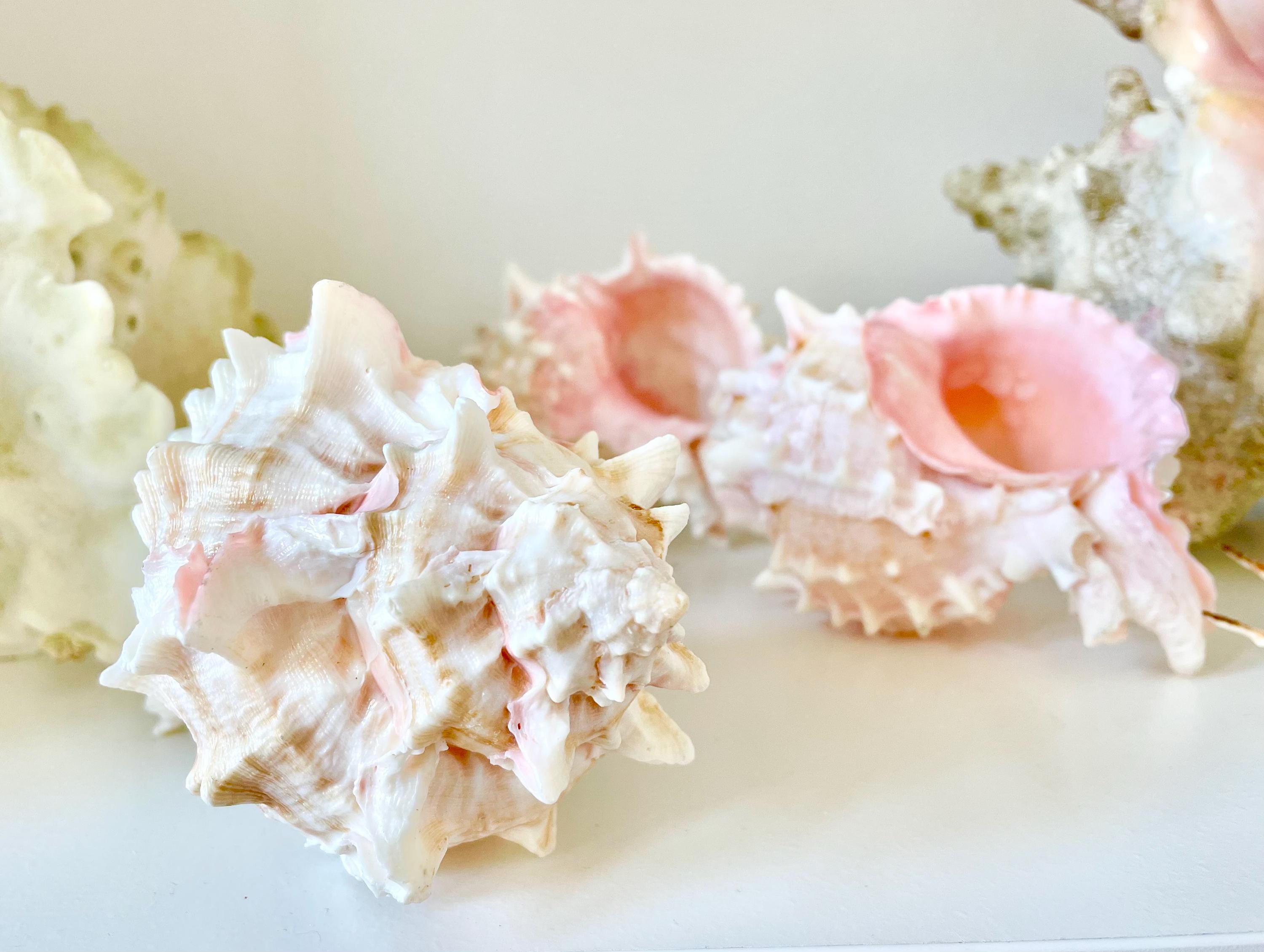 PINK MUREX CONCH Shell 4-5" Display Seashell Coastal Beach Home Décor ...