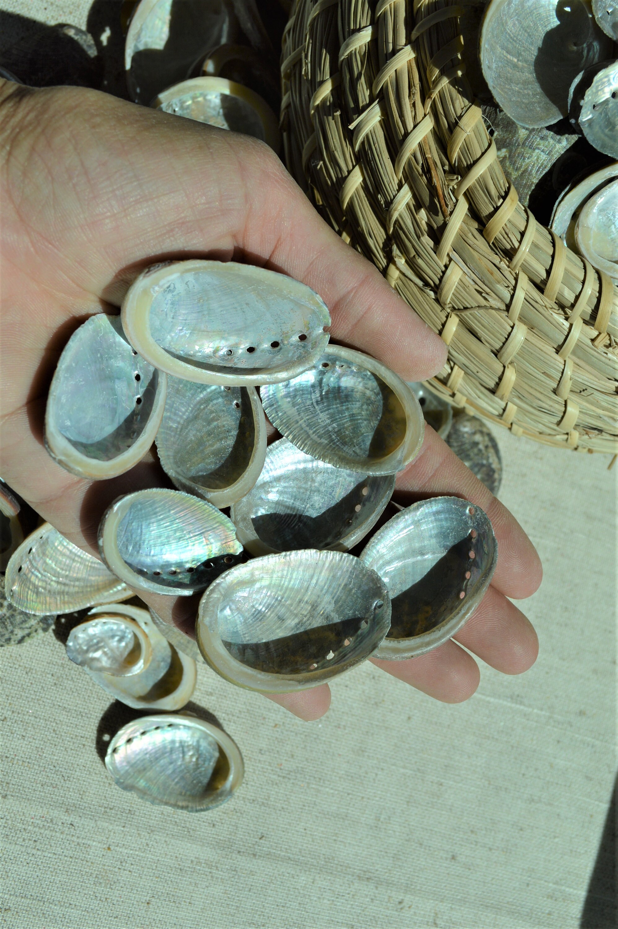 10-100pc. Abalone Seashells Shell Crafts Coastal Beach Décor | Etsy