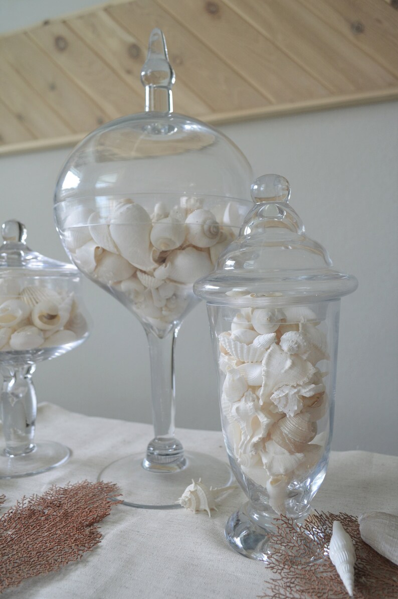 Mixed White Seashells Beach Wedding Decor Sea Shells Assorted - Etsy
