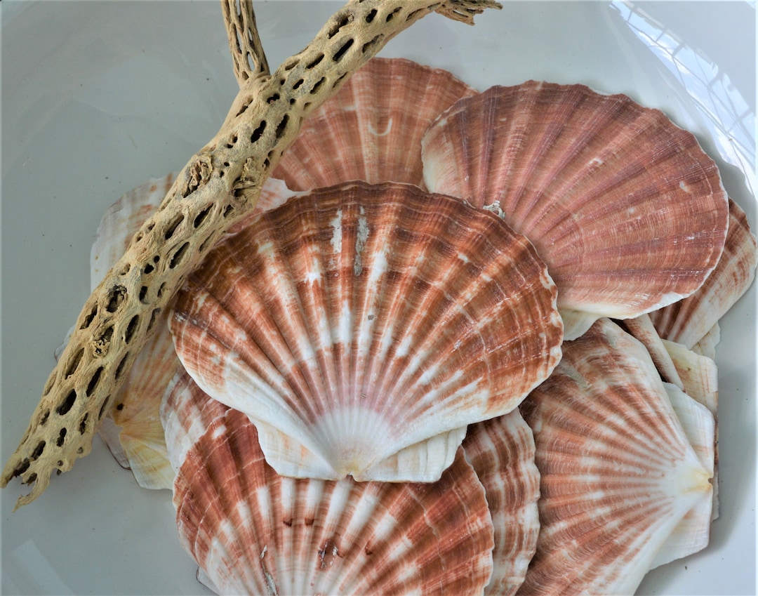 Irish Flat Scallops X-large 4-6" Shells Seashells White Tan Coastal ...