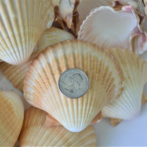 Mexican Deep Scallop Baking Shells Beach Coastal Crafts & Décor Candle ...