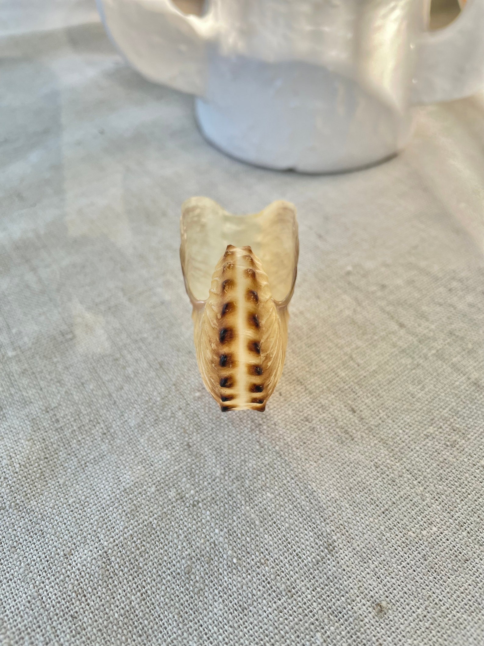 Real From the Sea XL Brown Paper Nautilus argonaut Seashell 2-3 Beach ...