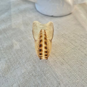 BROWN PAPER NAUTILUS Shell 2.5-3" Large Display Seashell Beach Nautical ...