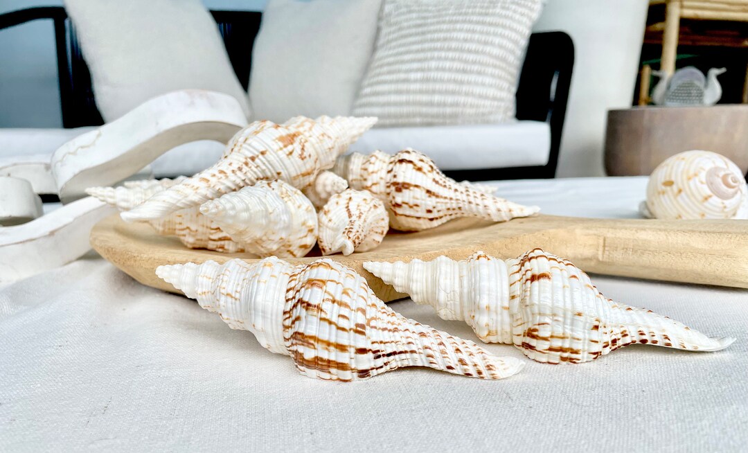 Set of 3 Shells- 5-6" Long White Brown Spindle Fusinus Conch Seashells ...