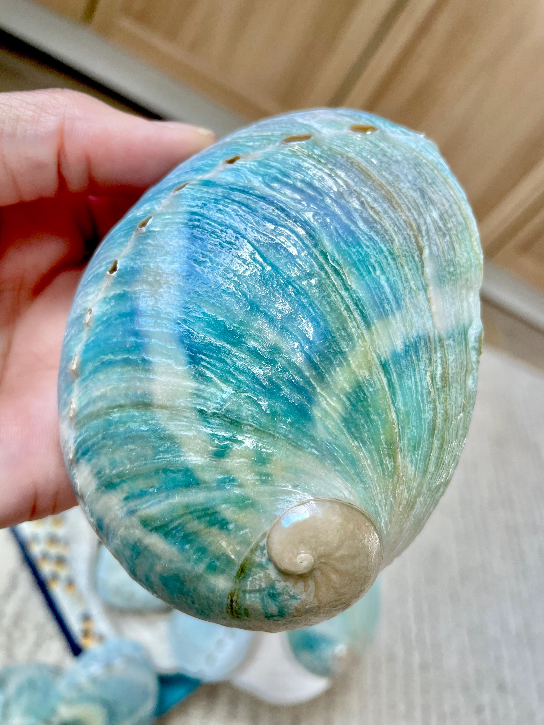 BLUE GREEN POLISHED Glossy Abalone Shells *4-4.5"* Silver Seashell ...