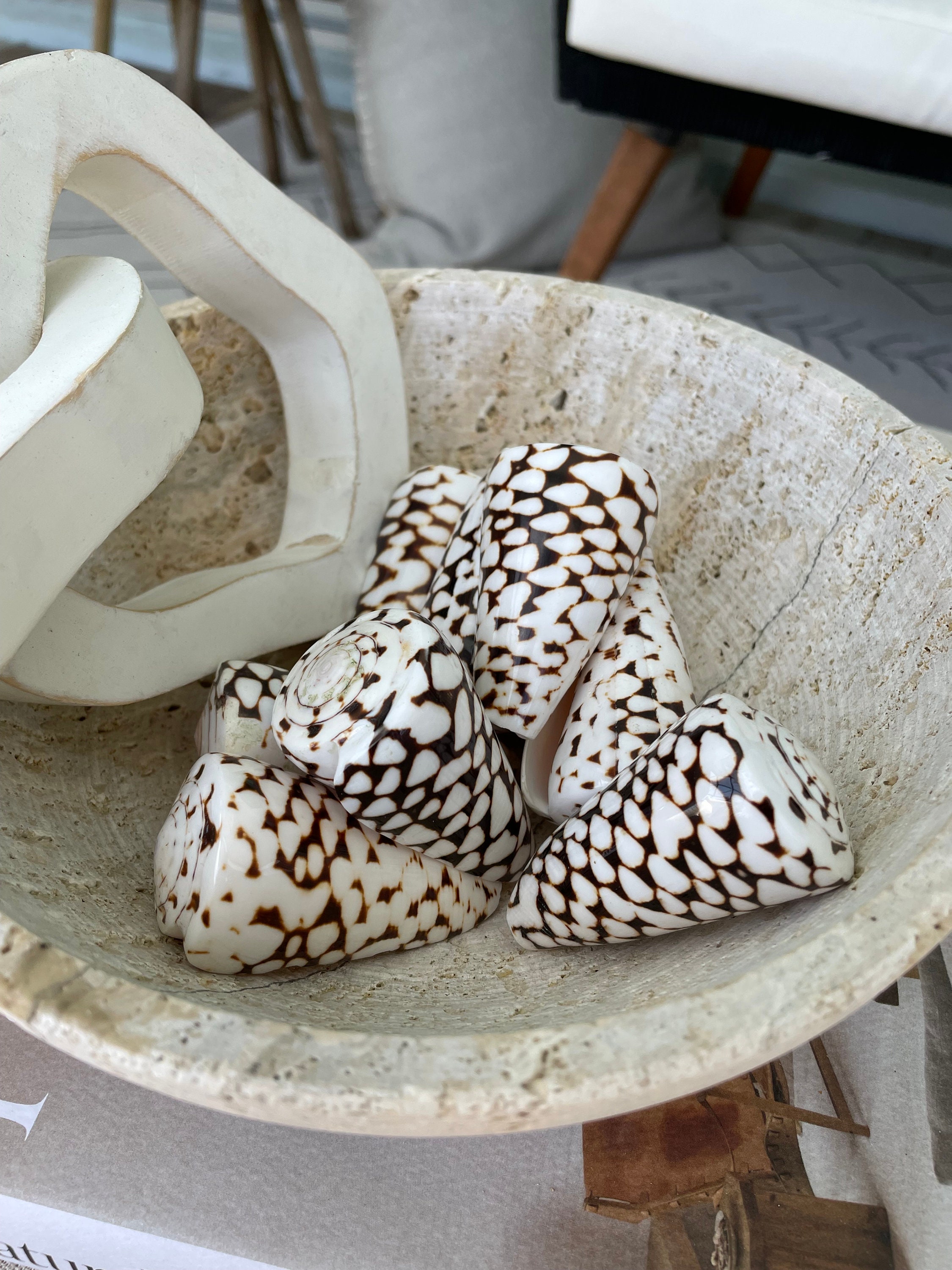 MARBLE CONE SHELLS *all Sizes* Natural White Brown Spots Modern Décor ...