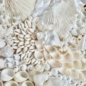 CORAL GARDENS Modern Coastal Wall Natural Textured Framed Seashells Sea ...