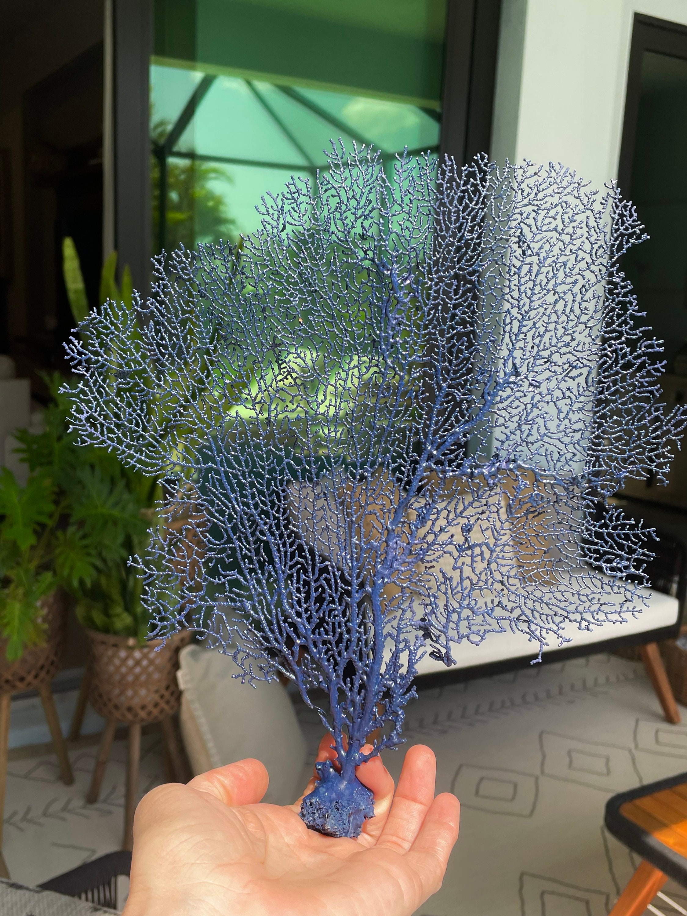 Navy Blue Sea Fan (8-20") *you Choose Size* Natural Hand Painted ...