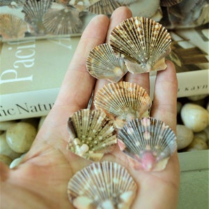 Baby Flat Seashells 1-2" YOU PICK QUANTITY Speckled Scallops Craft ...