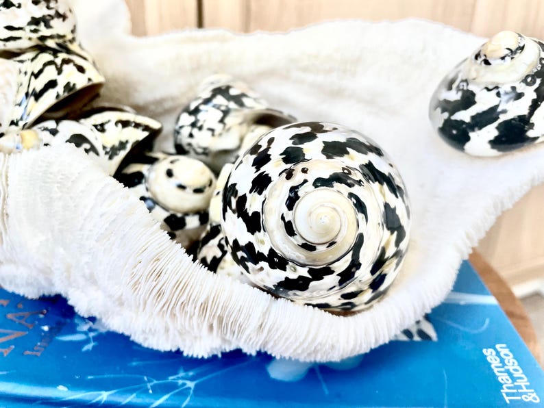 MAGPIE TURBO SHELLS *you Choose Size* Naturally Polished Black White ...