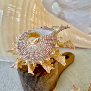 Rare Girgyllus Star Shell Display Seashell 1-3" You Pick Size ...
