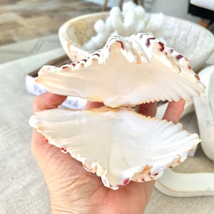 BEAR CLAW CLAM Shells 4-5" Paired Seashell Natural White Display ...