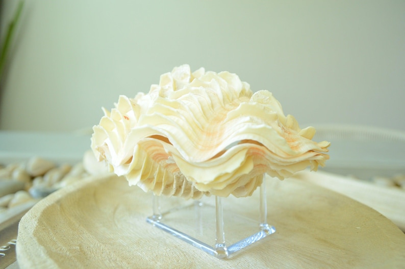 DERASA CLAM SHELLS Open Matching Pair *all Sizes* Natural Colored White ...