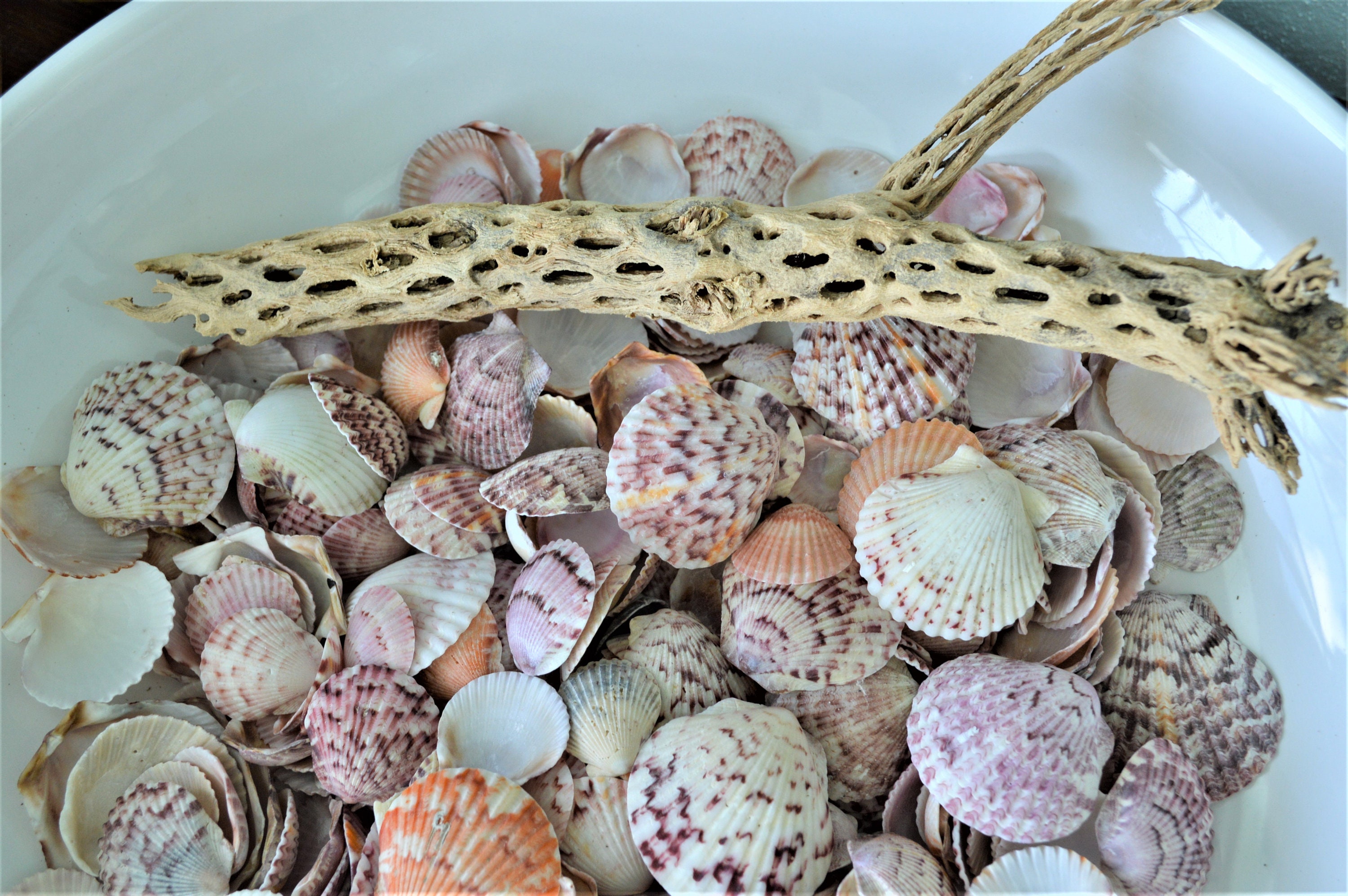 50-100pc. Colorful Calico Scallop Seashells Wedding Beach - Etsy